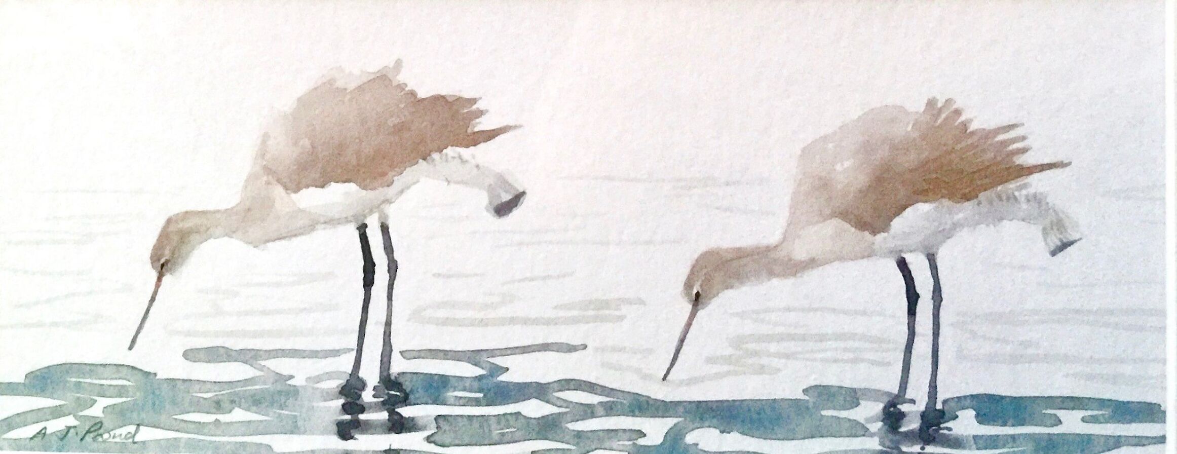 Drawing & Painting Shoreline Birds - Black Tailed Godwits | Orkney.com