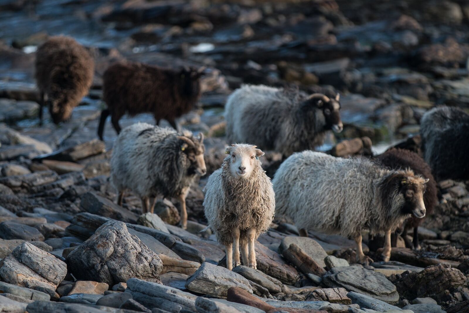 Celebrating the seaweed-eating sheep of North Ronaldsay | Orkney.com