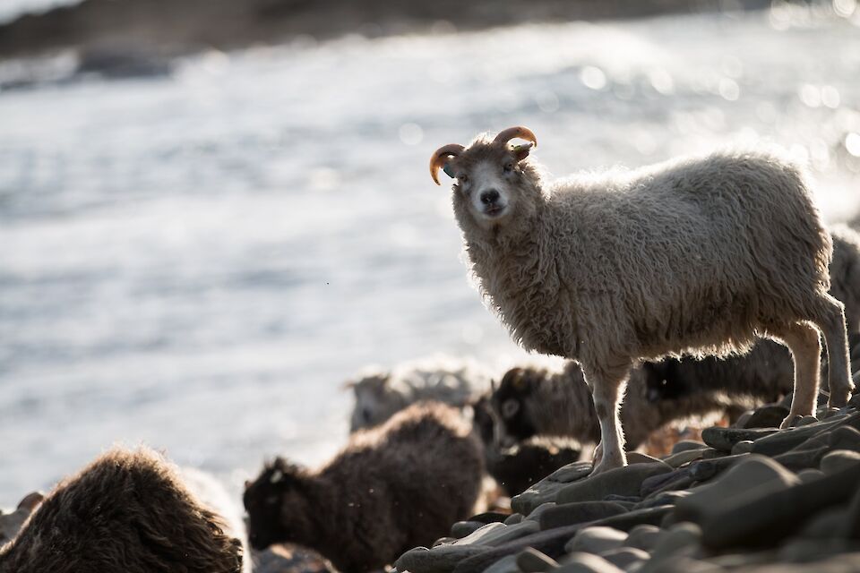 North Ronaldsay Sheep Festival | Orkney.com