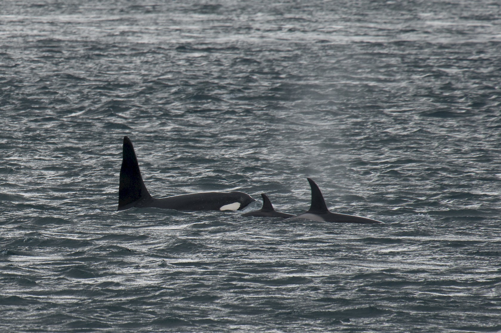 May 2015 Newsletter | Orkney.com