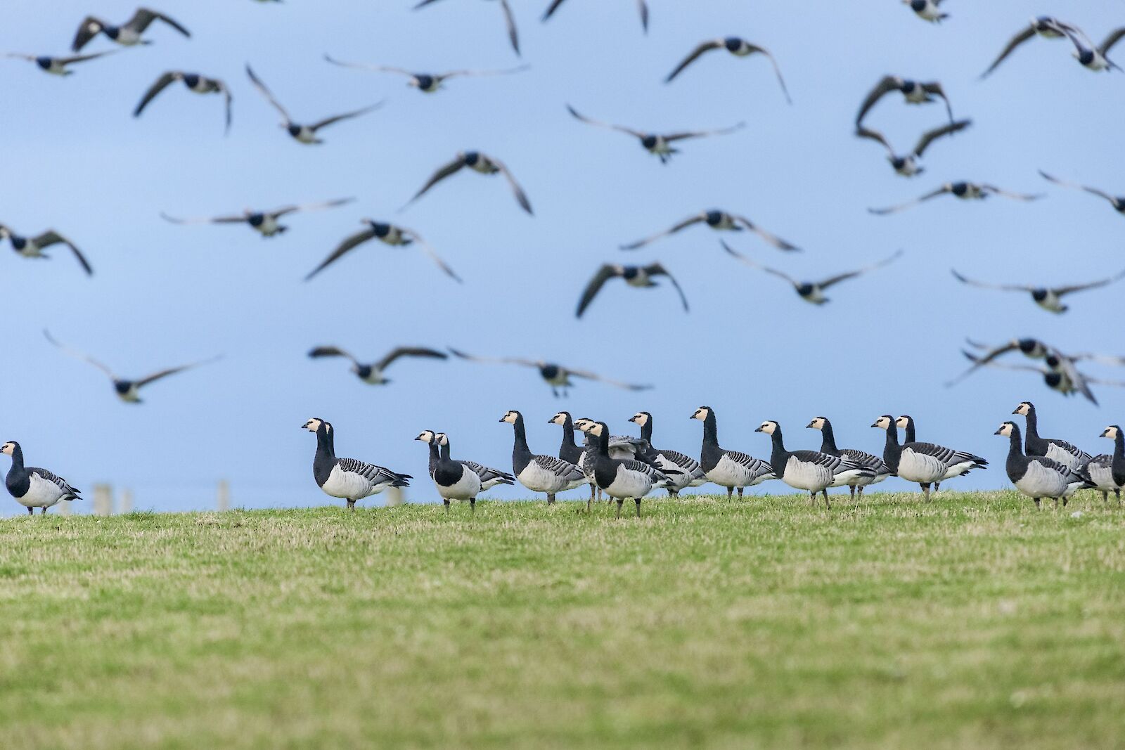 Orkney winter wildlife wonders | Orkney.com