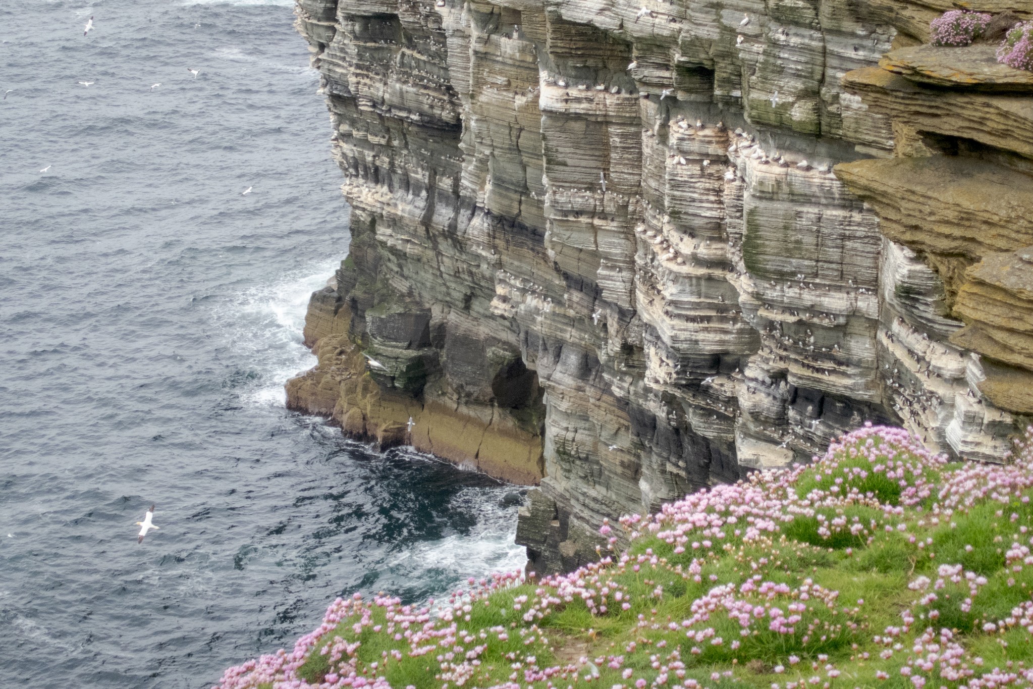 Noup Head Circular | Orkney.com